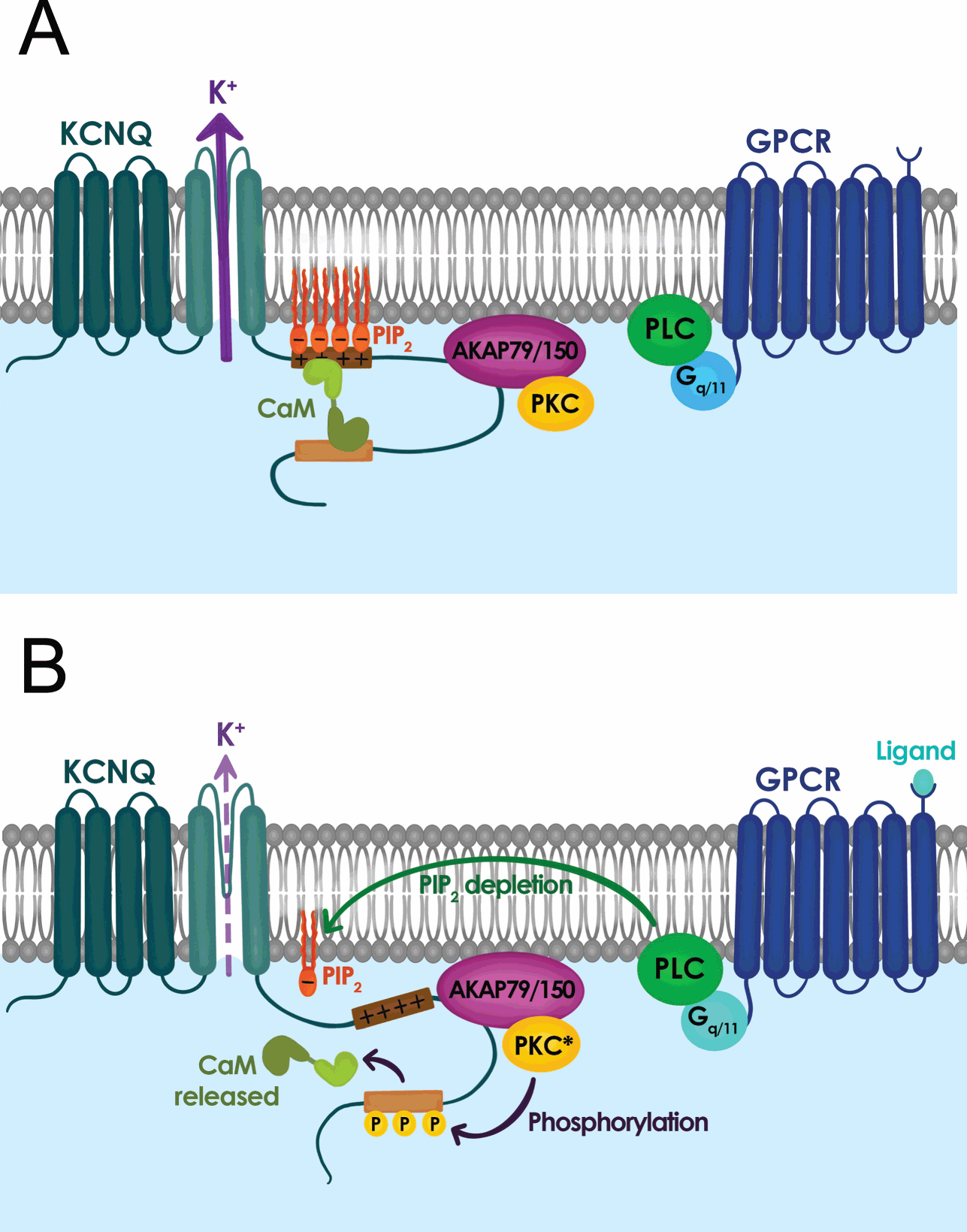 KCNQ2- and KCNQ3-Associated Epilepsy