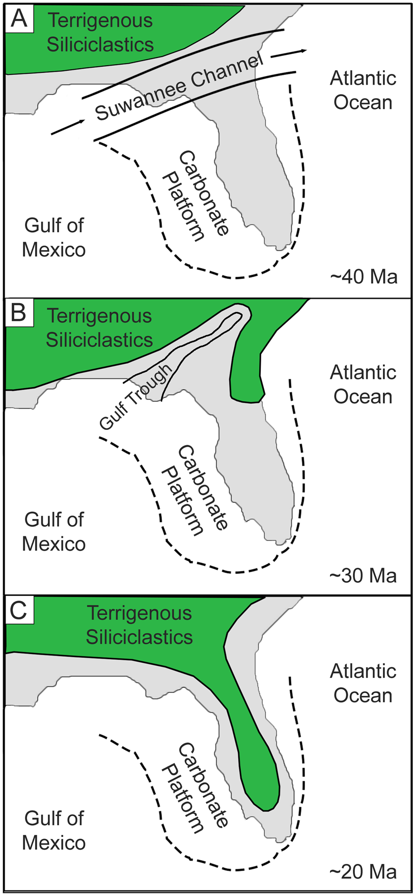 The chondrichthyan fossil record of the Florida Platform (Eocene ...