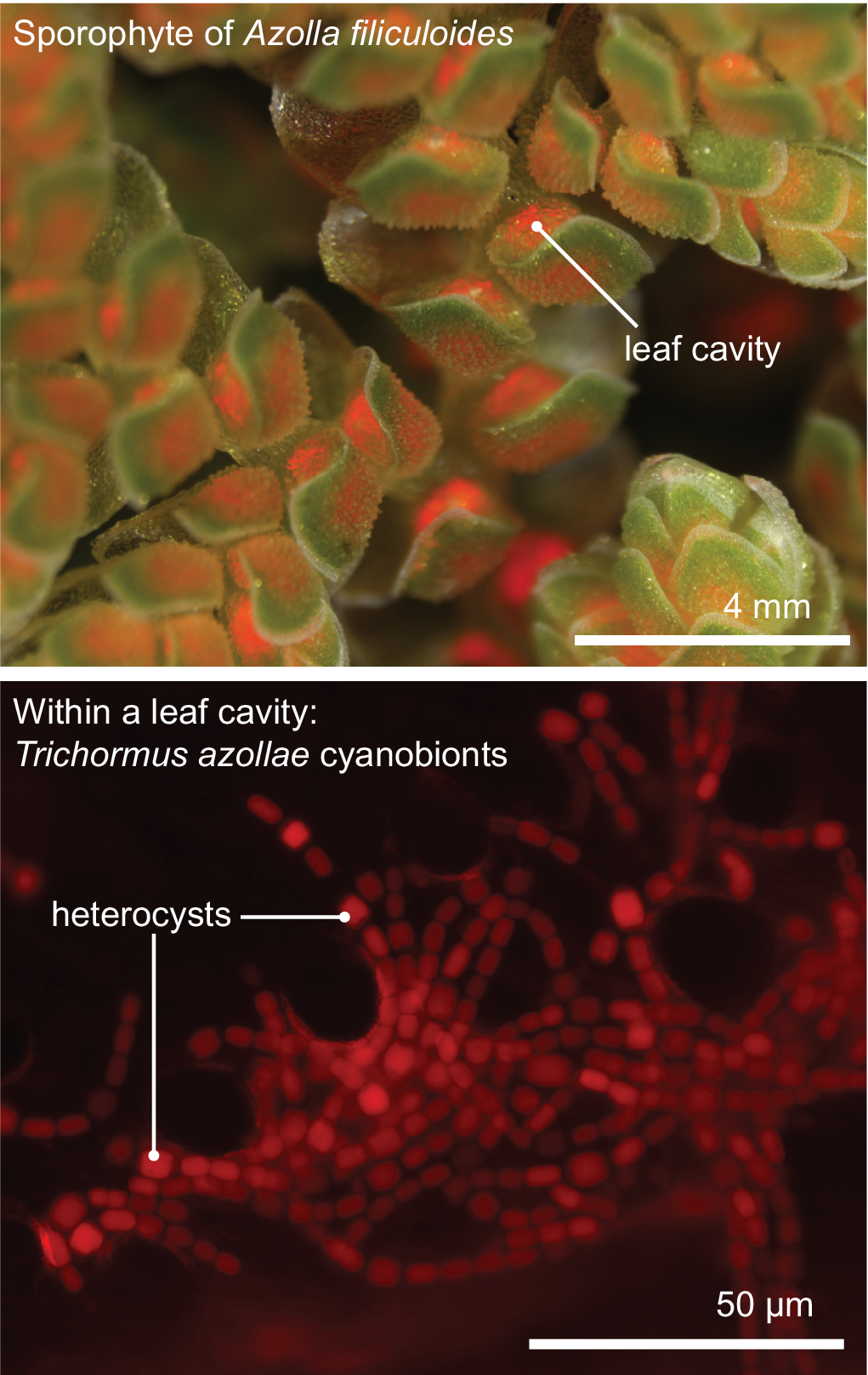 Evolutionary genomic insights into cyanobacterial symbioses in plants ...