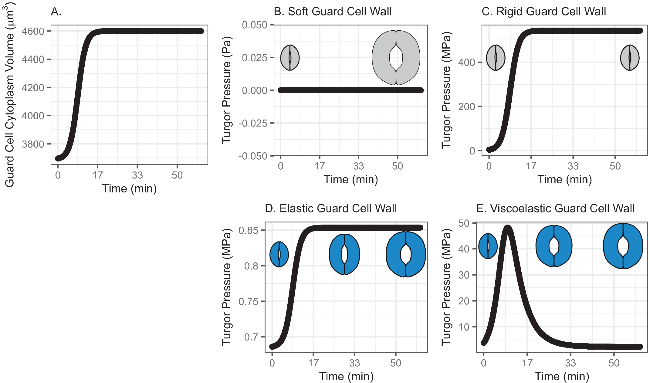 Turgor pressure change in stomatal guard cells arises from interactions ...