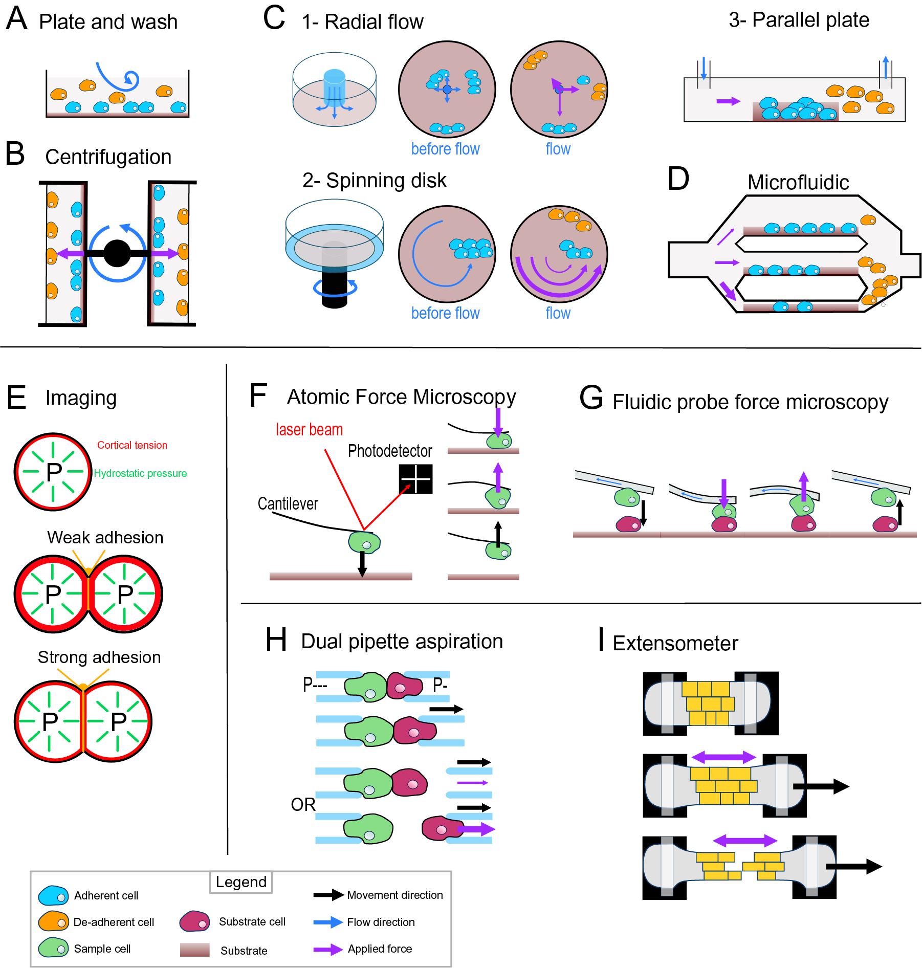 Characterising the mechanics of cell–cell adhesion in plants ...