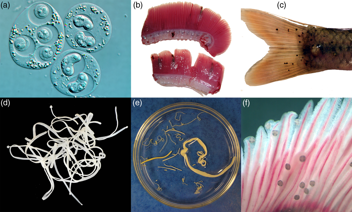 Fish parasites (special issue) | Parasitology | Cambridge Core