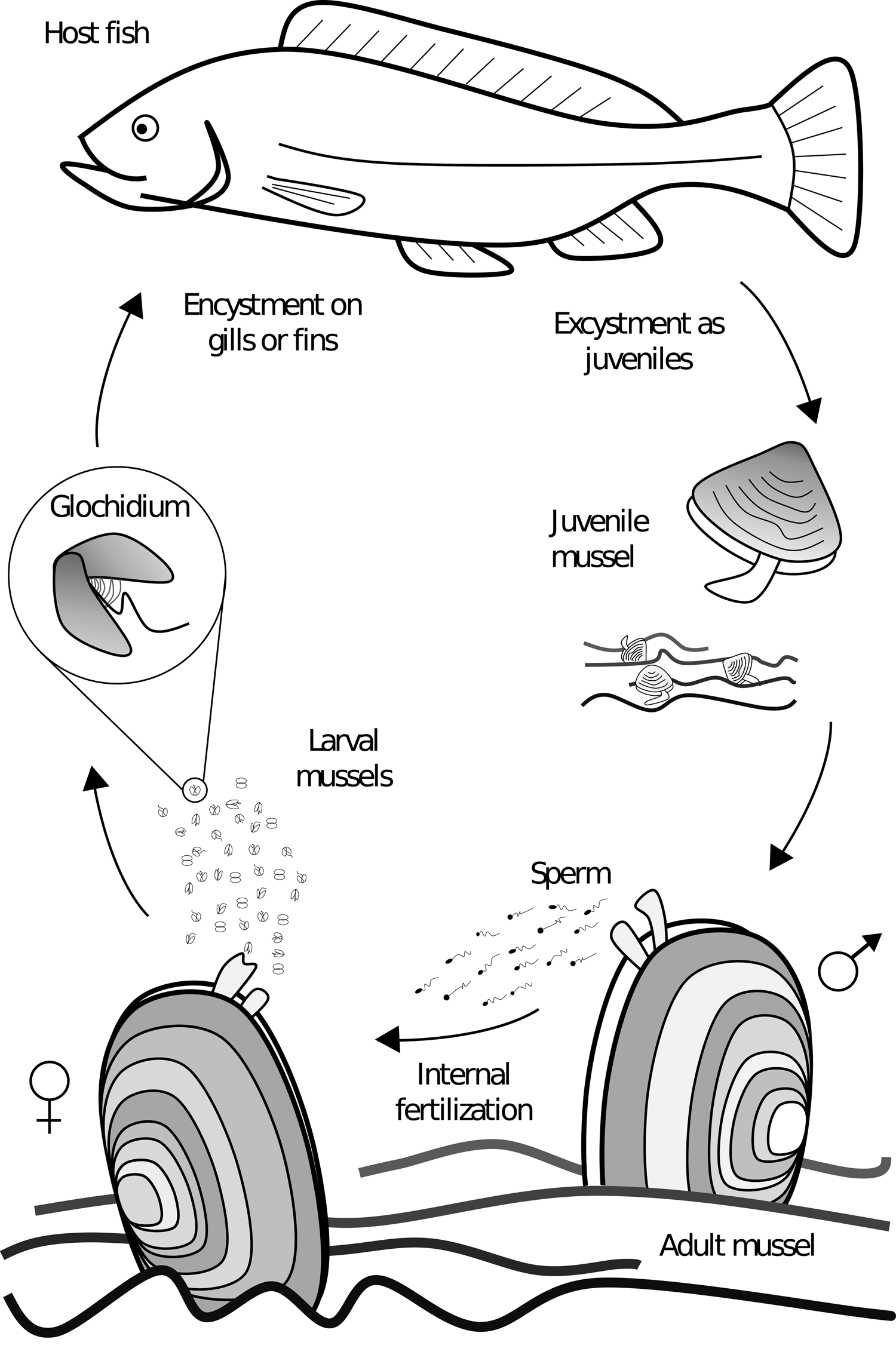 Effects of parasitic freshwater mussels on their host fishes: a review ...