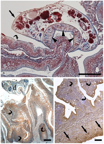 Parasites and the neuroendocrine control of fish intestinal function ...
