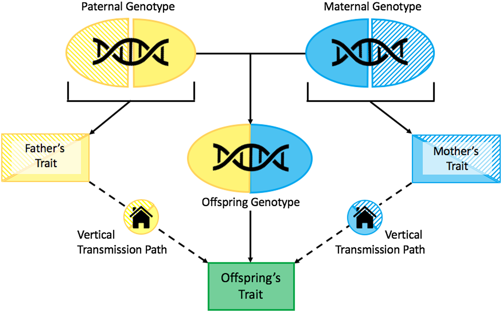 The estimation of environmental and genetic parental influences ...