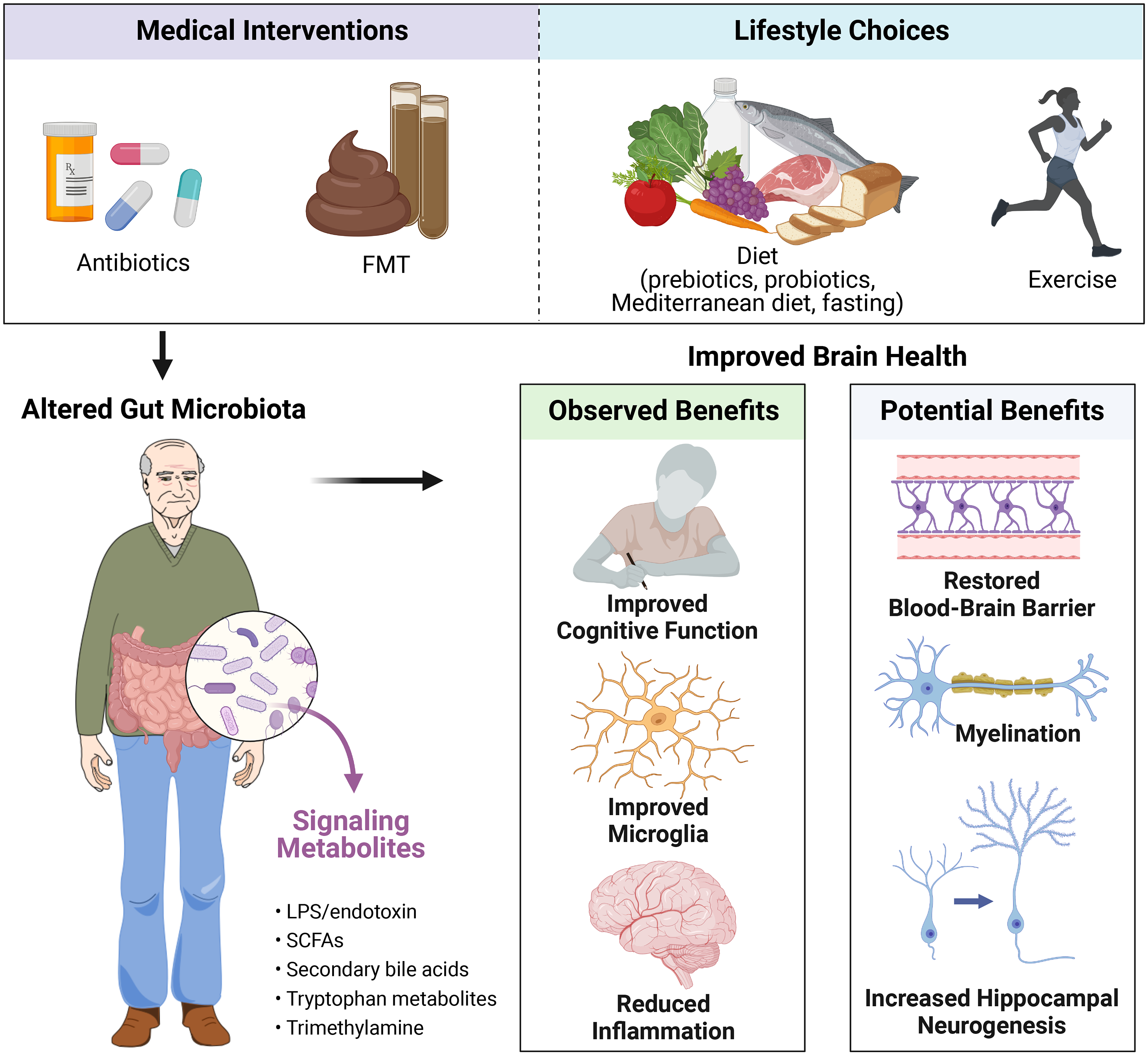 The gut microbiota is an emerging target for improving brain health ...