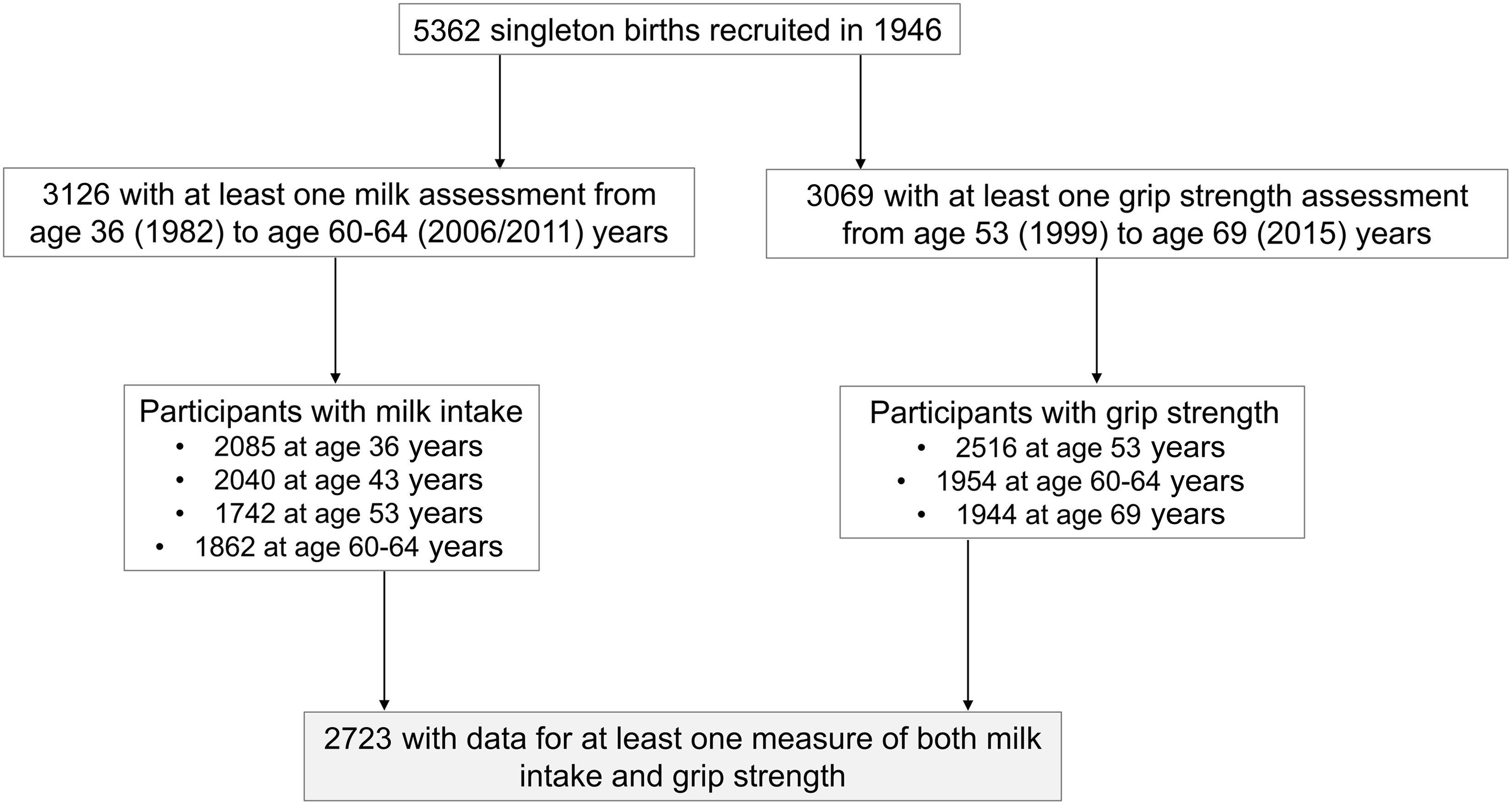Milk intake across adulthood and muscle strength decline from mid- to ...