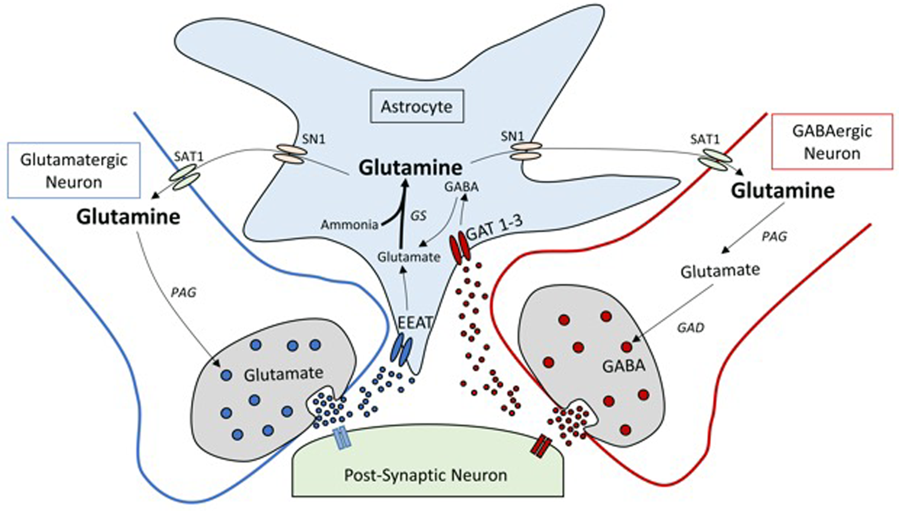 Glutamine metabolism and optimal immune and CNS function | Proceedings ...