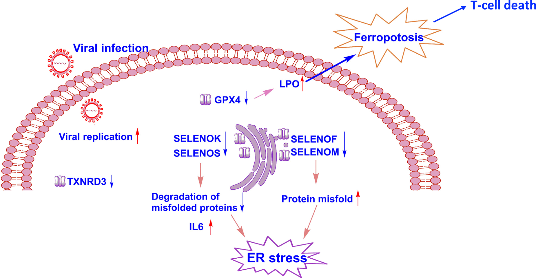 The relevance of selenium to viral disease with special reference to ...