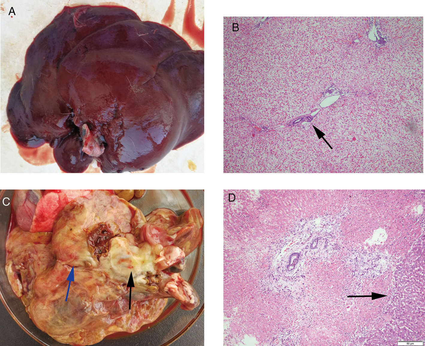 Exploration of animal models to study the life cycle of Fasciola ...
