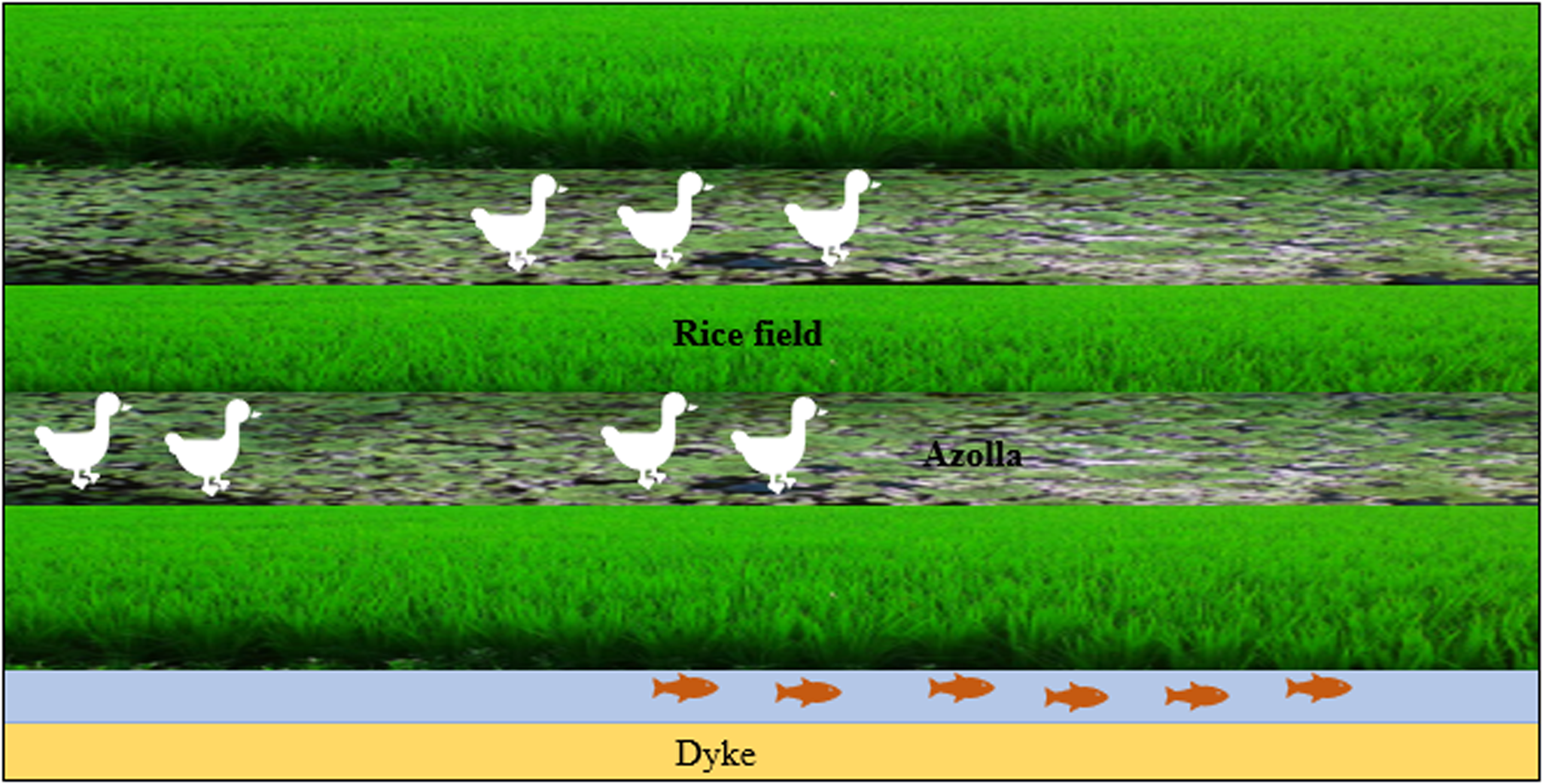 Sustainable food production through integrated rice-fish farming in ...