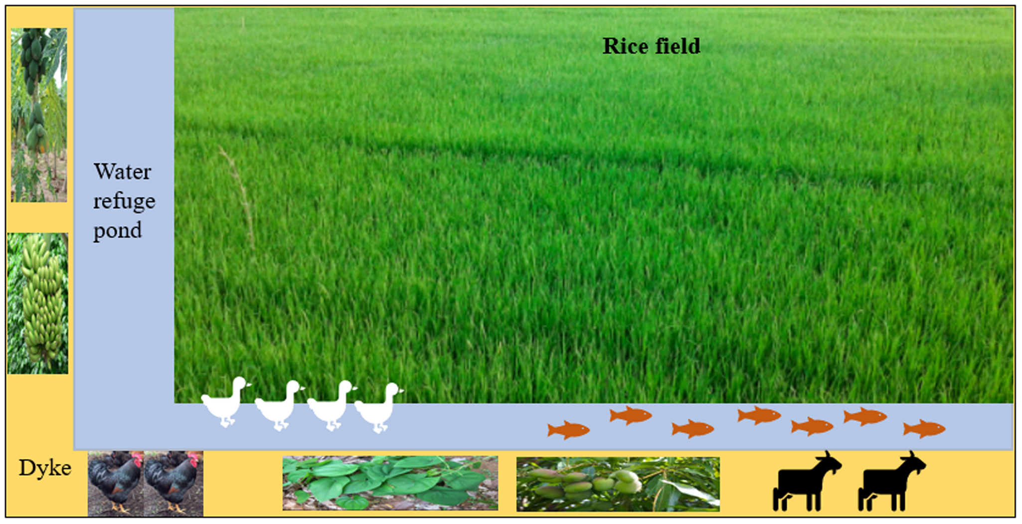 Sustainable food production through integrated rice-fish farming in ...