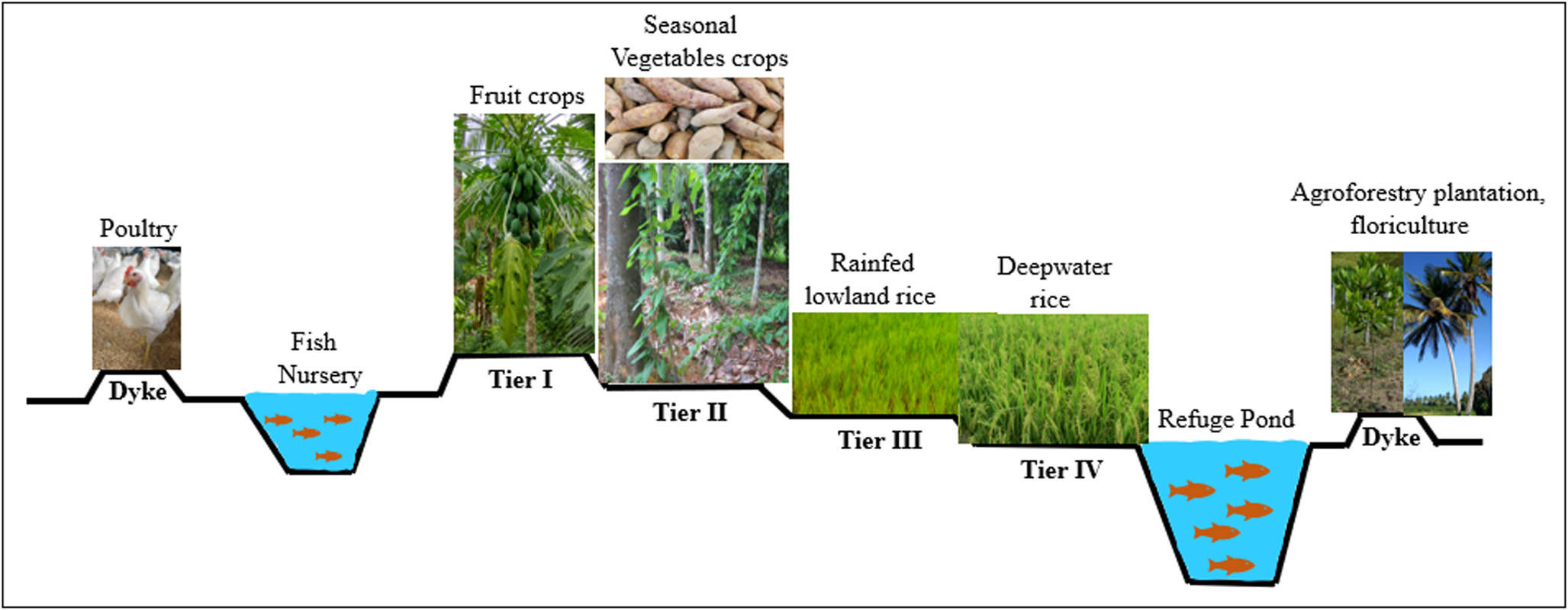 Sustainable food production through integrated rice-fish farming in ...