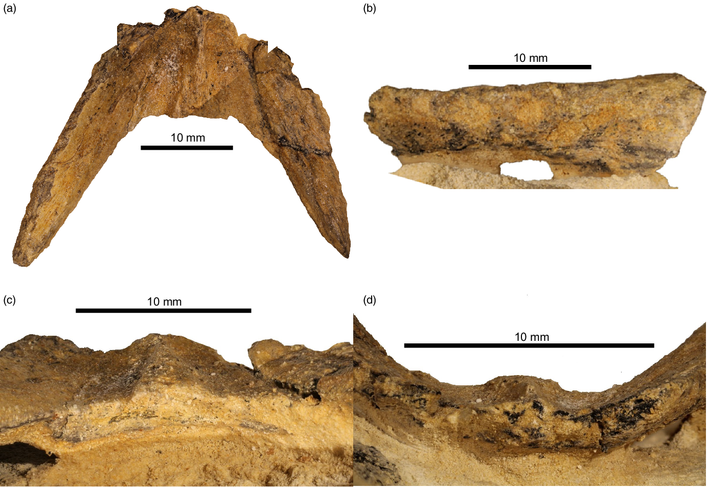 The first report of Chelonioidea cf. Ctenochelys from the Late ...