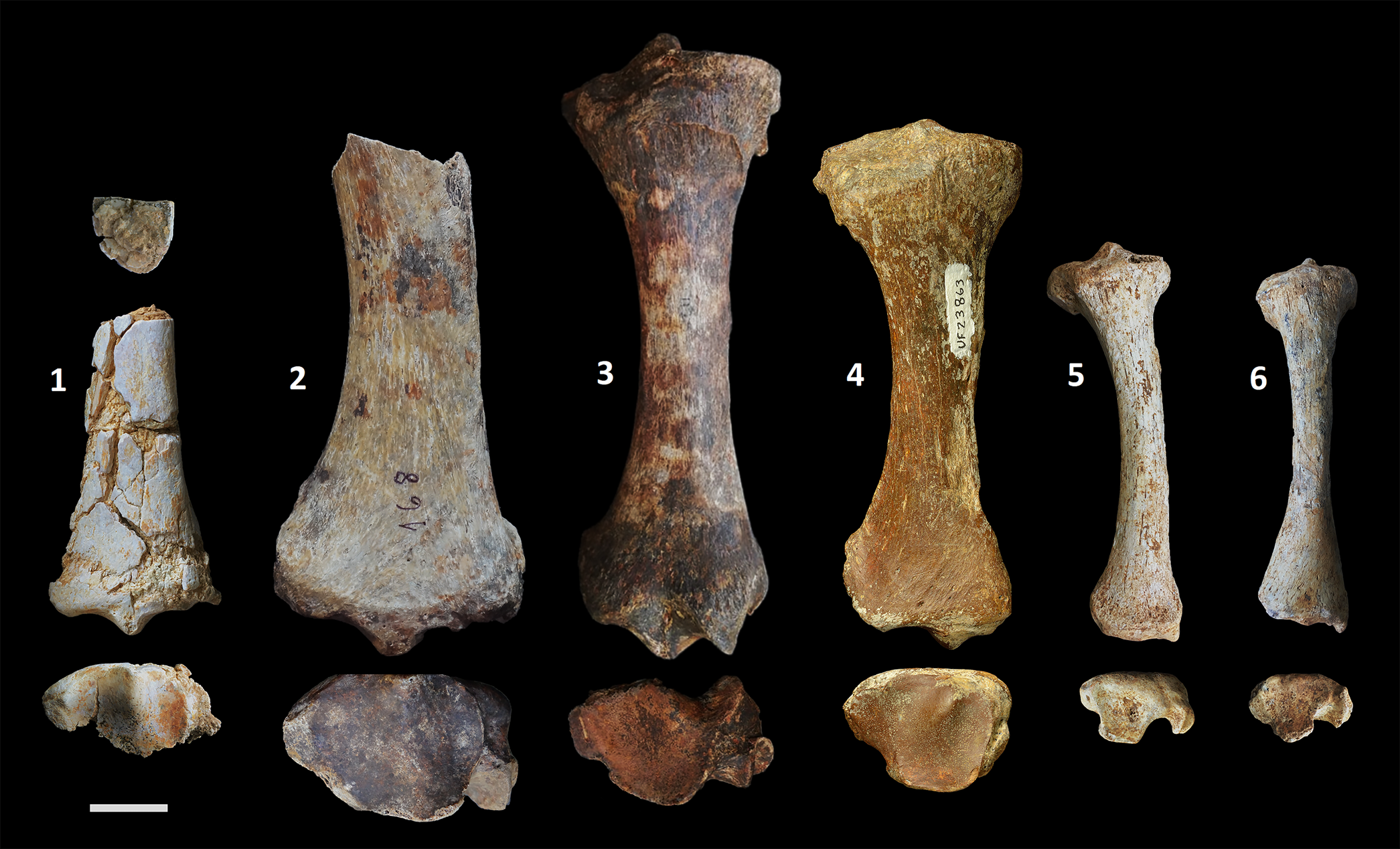 The oldest known record of a ground sloth (Mammalia, Xenarthra ...