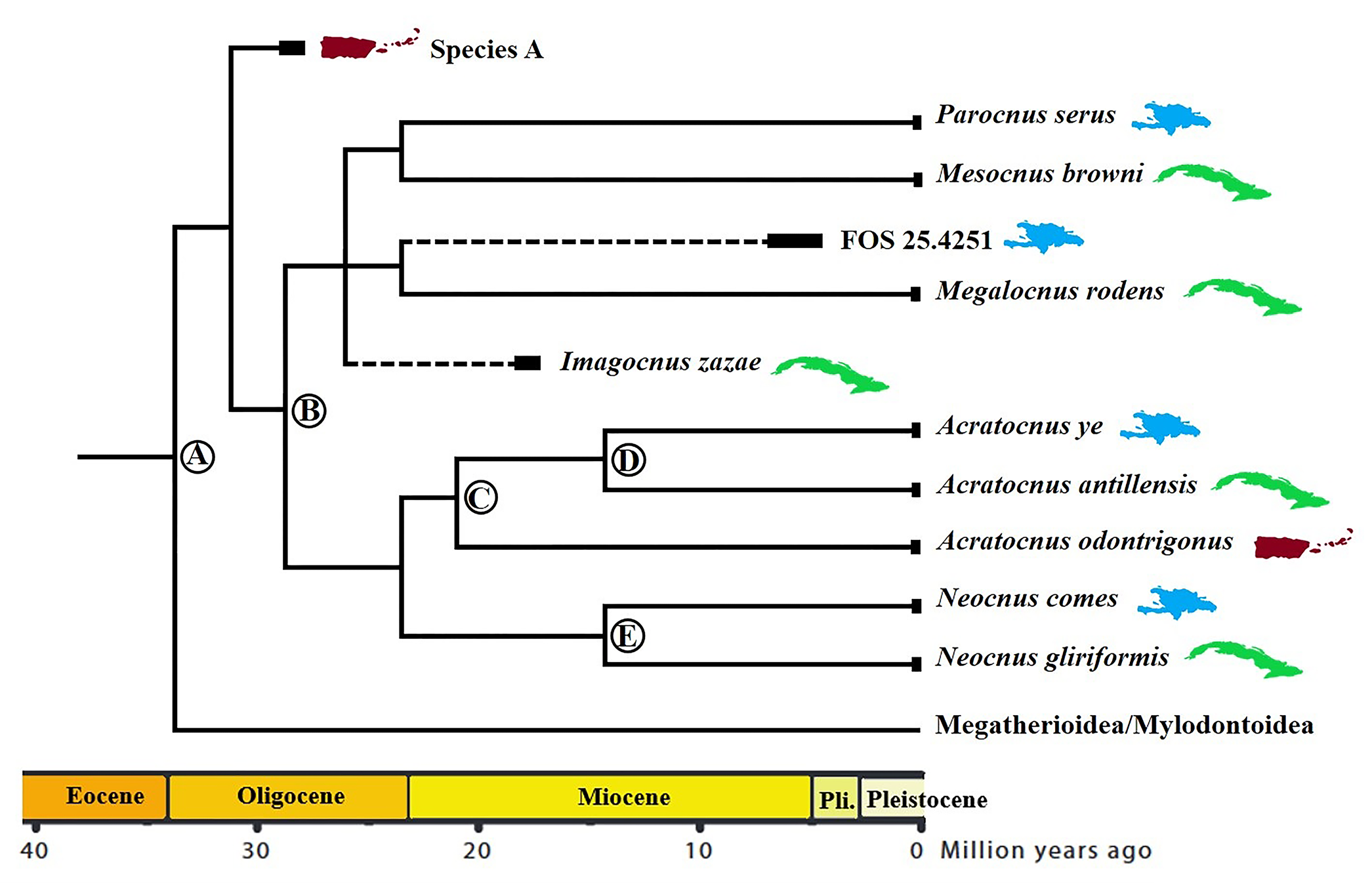 The oldest known record of a ground sloth (Mammalia, Xenarthra ...