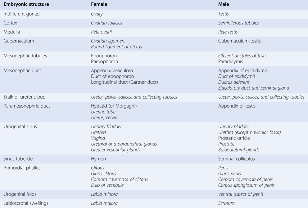 Anatomy and Embryology of the Male Reproductive Tract and Gonadal ...