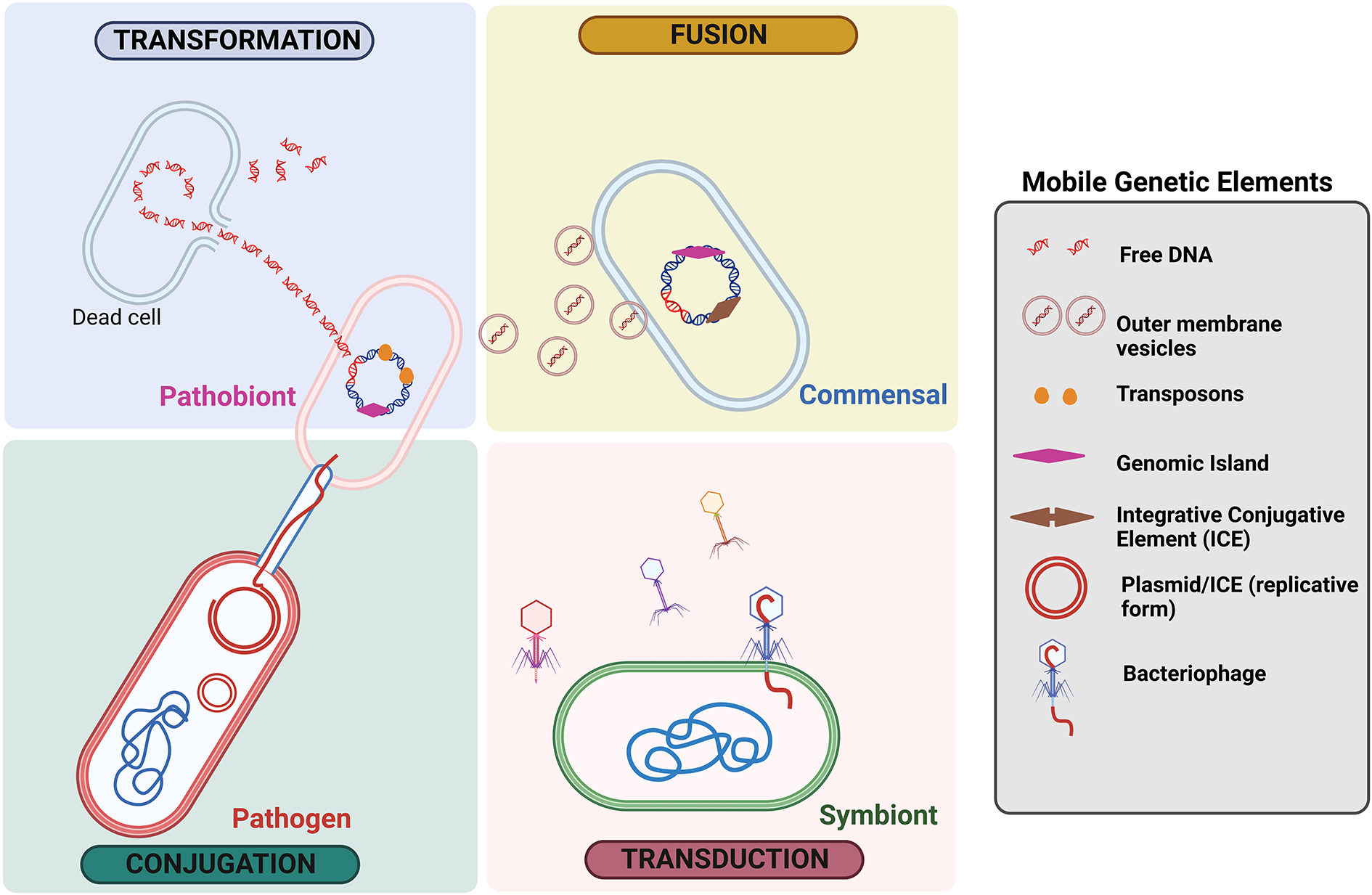 Toxin-linked mobile genetic elements in major enteric bacterial ...