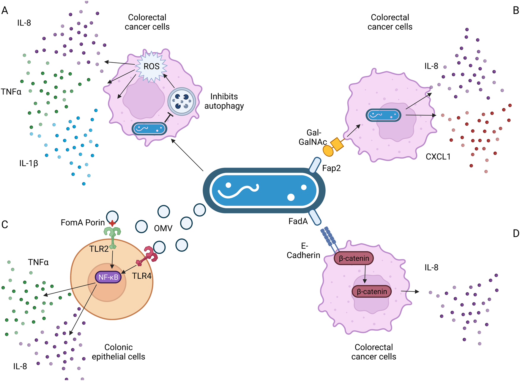Fusobacterium nucleatum: a novel immune modulator in breast cancer ...