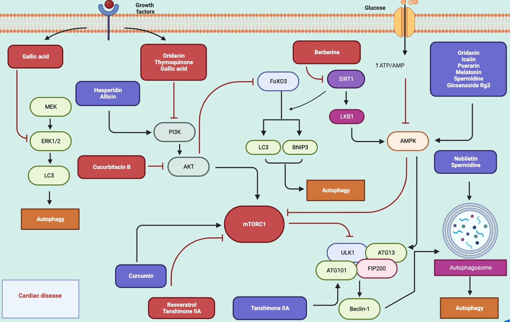 Autophagic mechanisms in longevity intervention: role of natural active ...