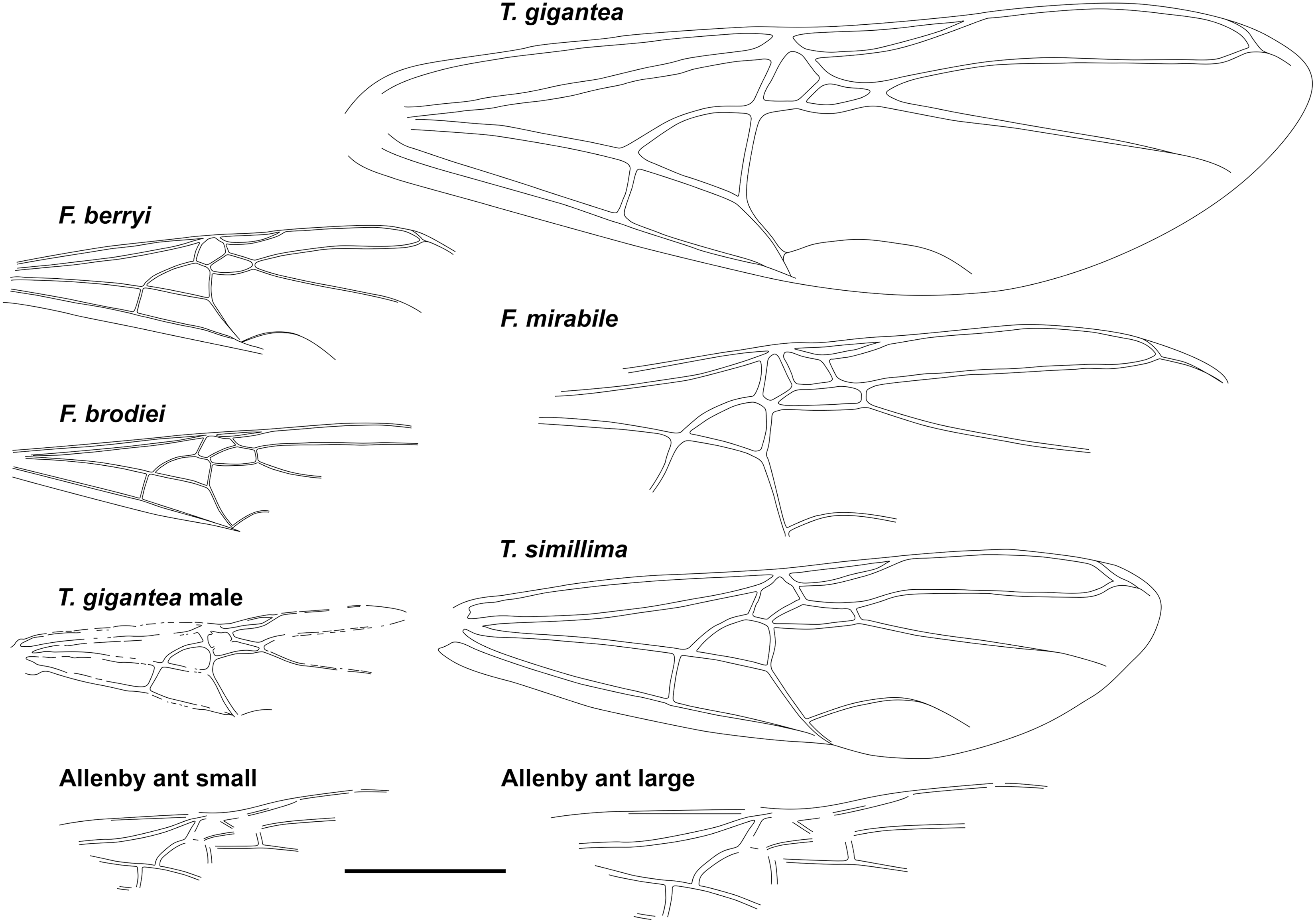 Eocene giant ants, Arctic intercontinental dispersal, and hyperthermals ...