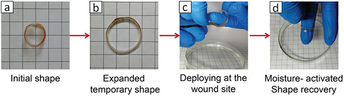 Programmable polymers with shape memory for biomedical applications ...