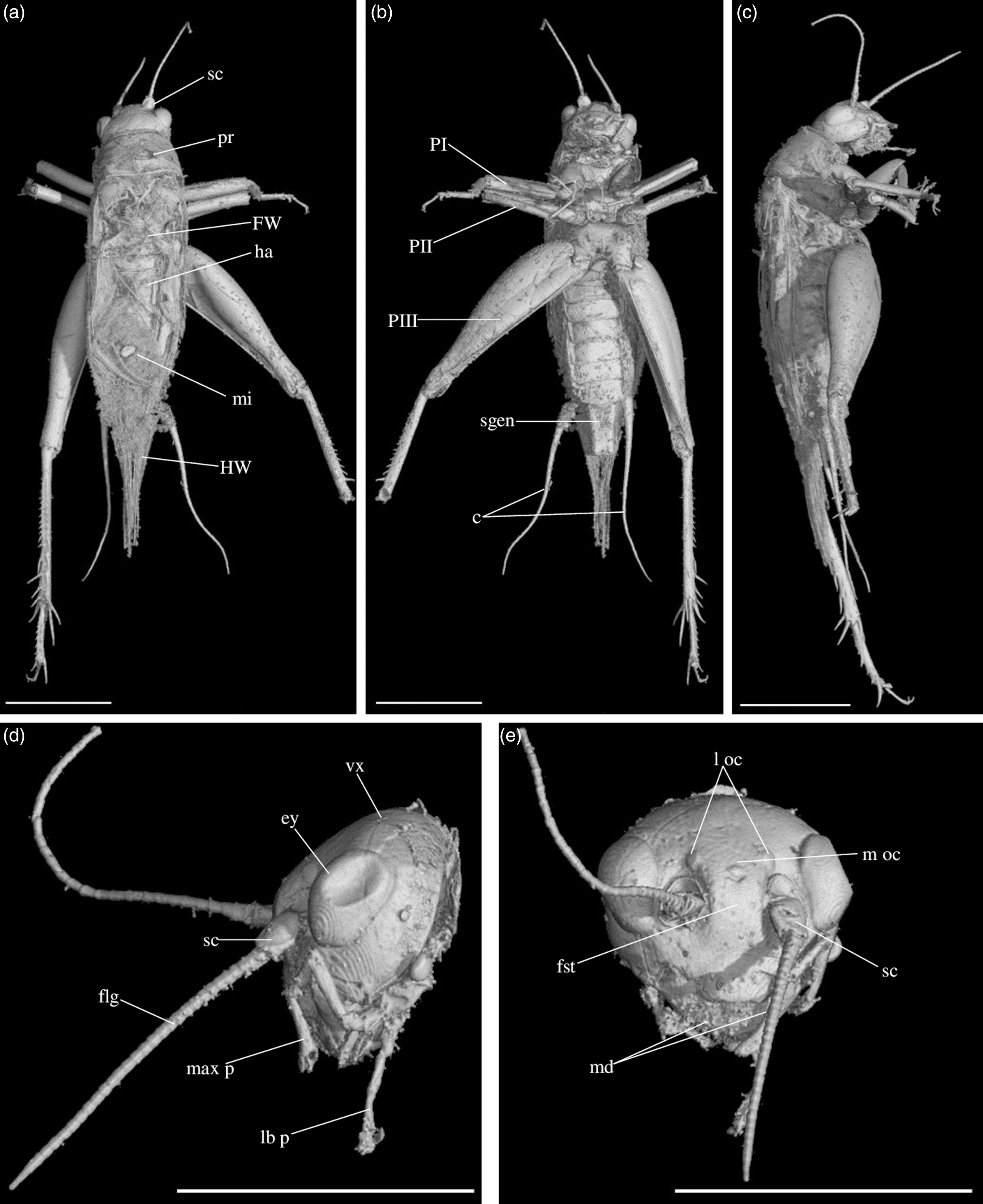 New Cretaceous crickets of the subfamilies Nemobiinae and Podoscirtinae ...