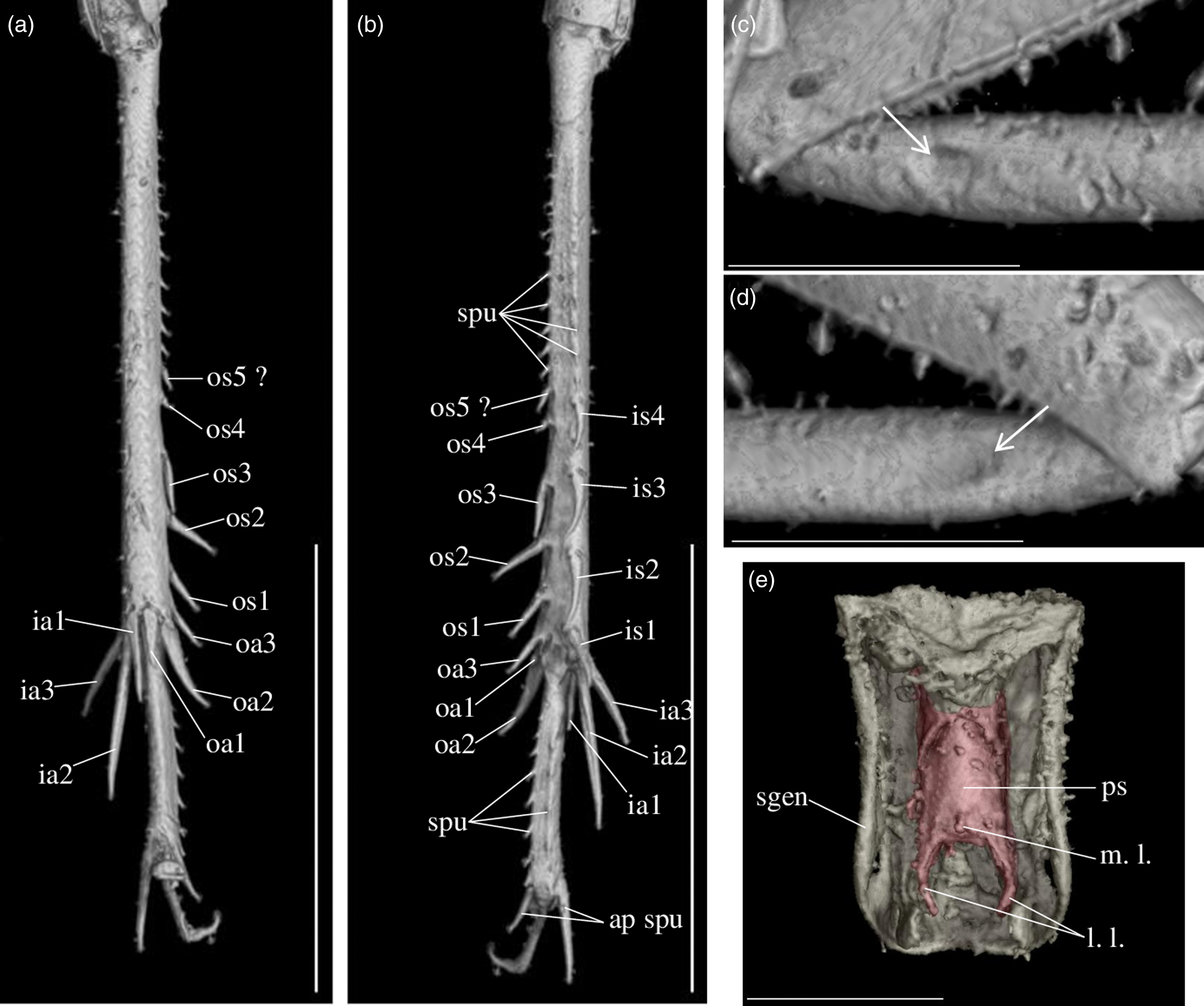 New Cretaceous crickets of the subfamilies Nemobiinae and Podoscirtinae ...