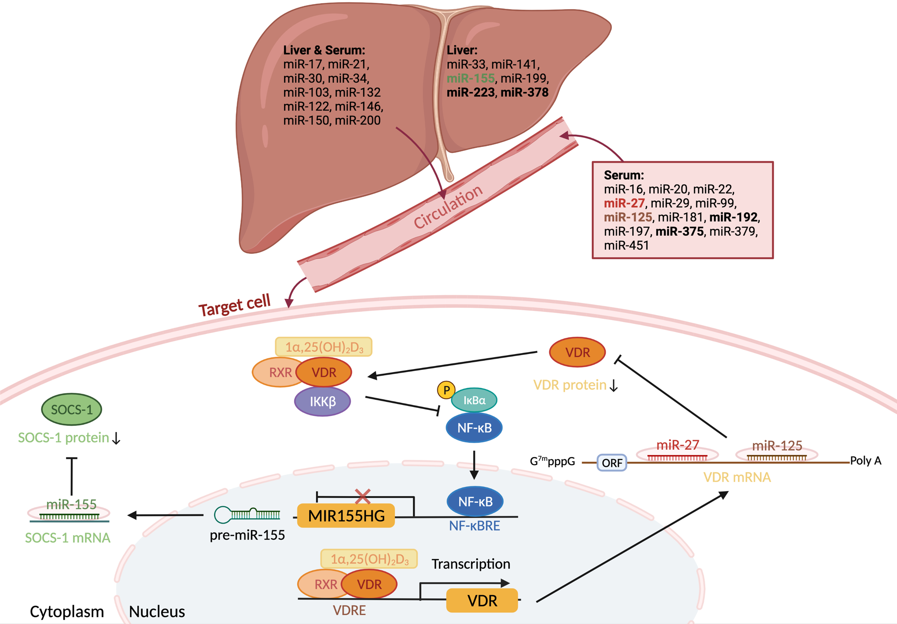 NAFLD and vitamin D: Evidence for intersection of microRNA-regulated ...