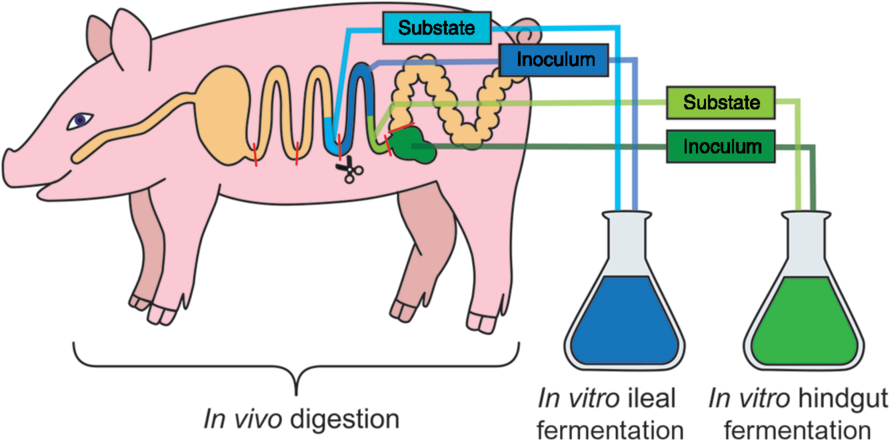 Ileal and hindgut fermentation in the growing pig fed a human-type diet ...