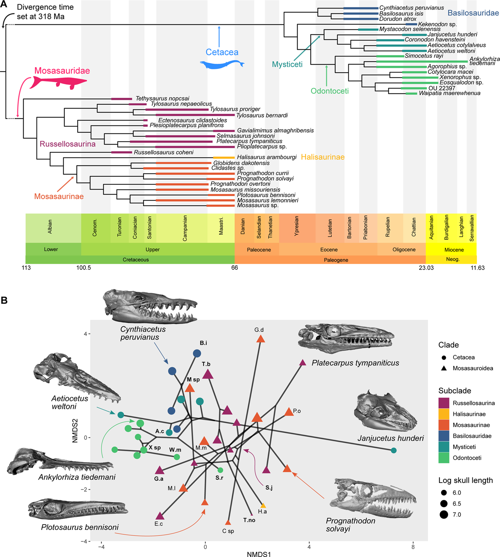 Convergence and constraint in the cranial evolution of mosasaurid ...