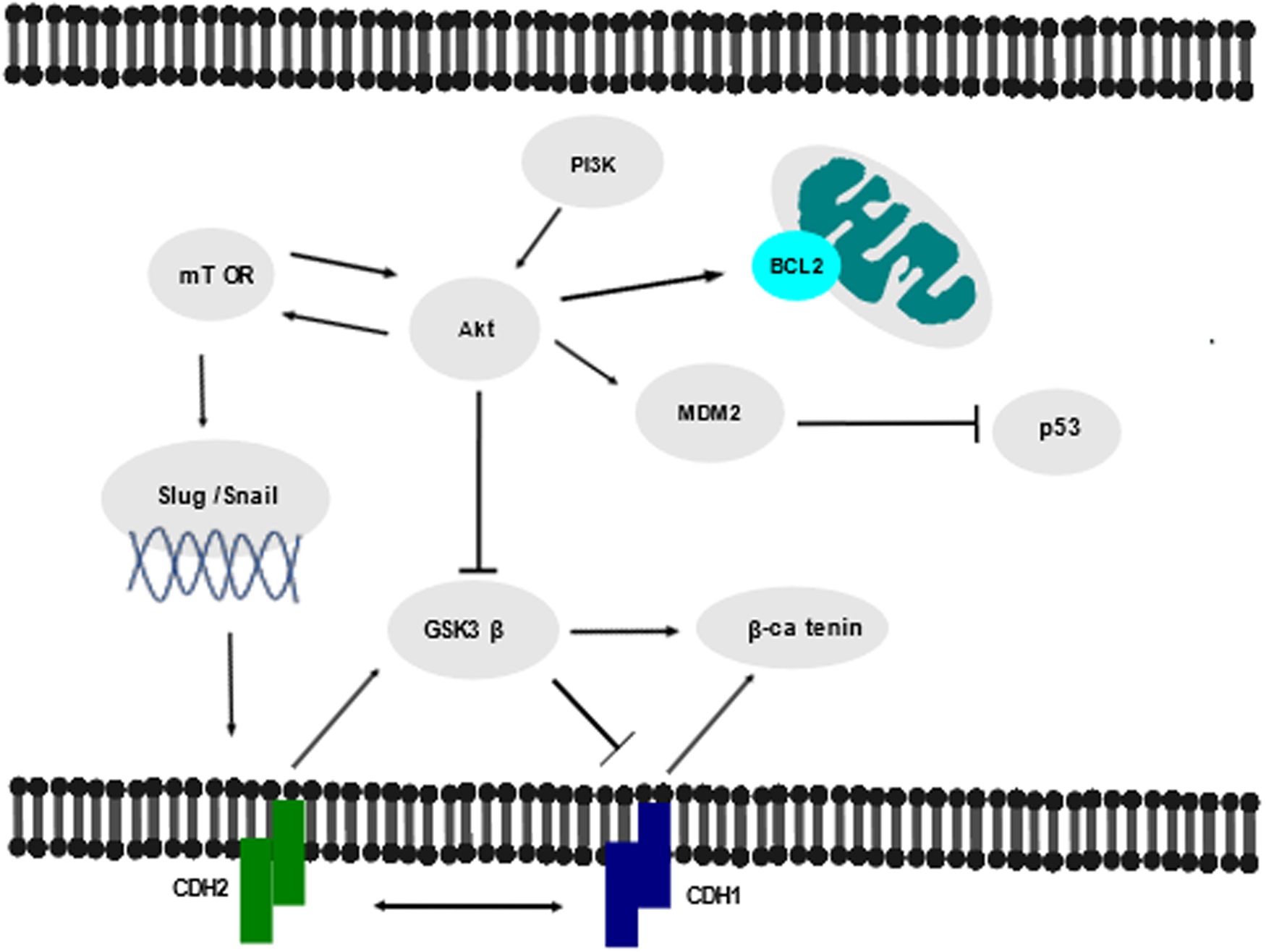 Targeting N-cadherin (CDH2) and the malignant bone marrow ...