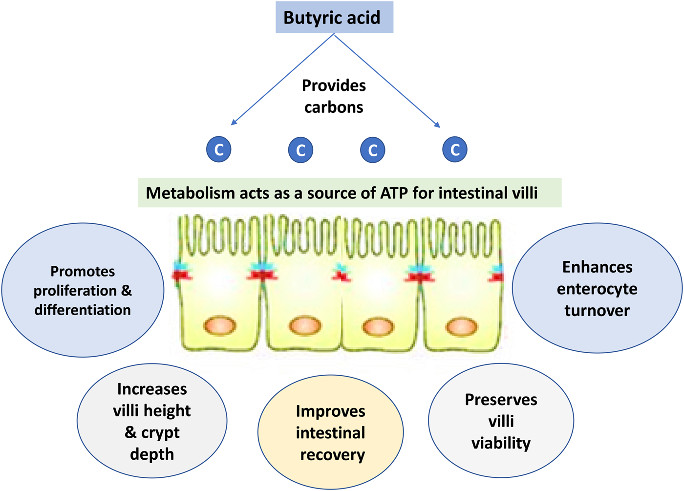 Applications of butyric acid in poultry production: the dynamics of gut ...