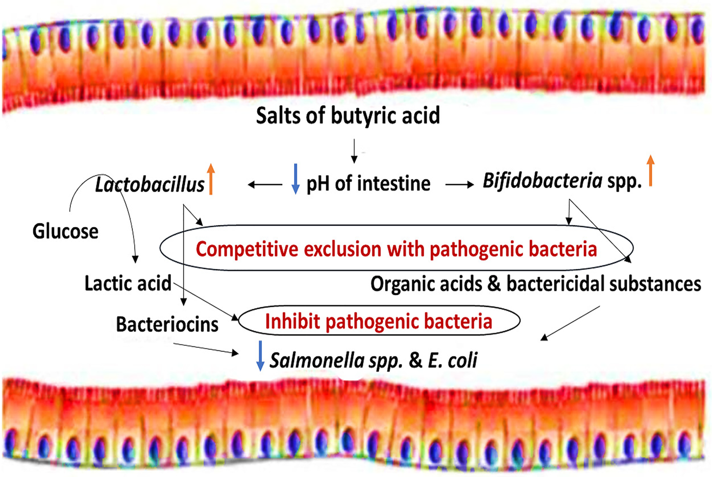 Applications of butyric acid in poultry production: the dynamics of gut ...
