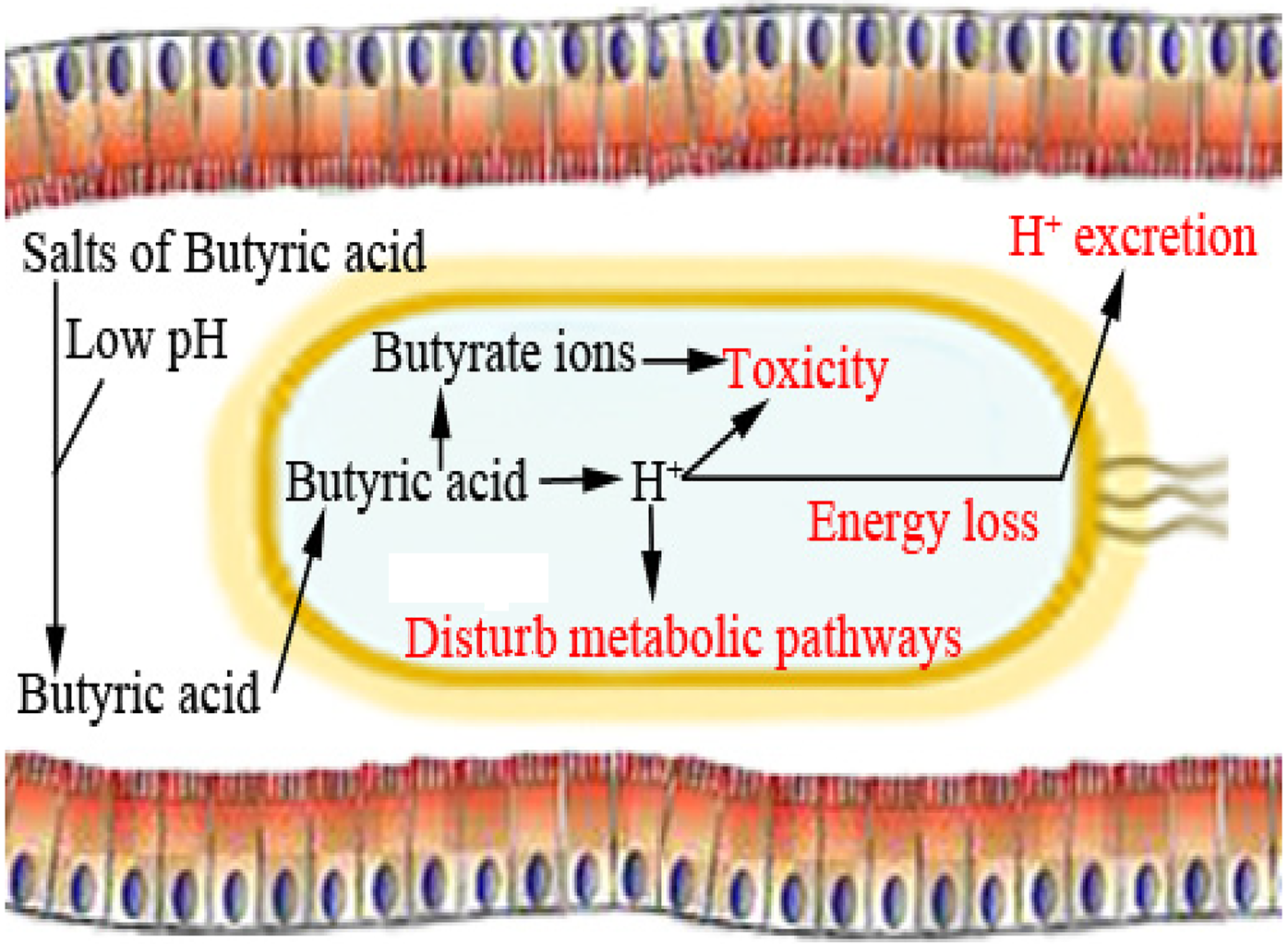 Applications of butyric acid in poultry production: the dynamics of gut ...