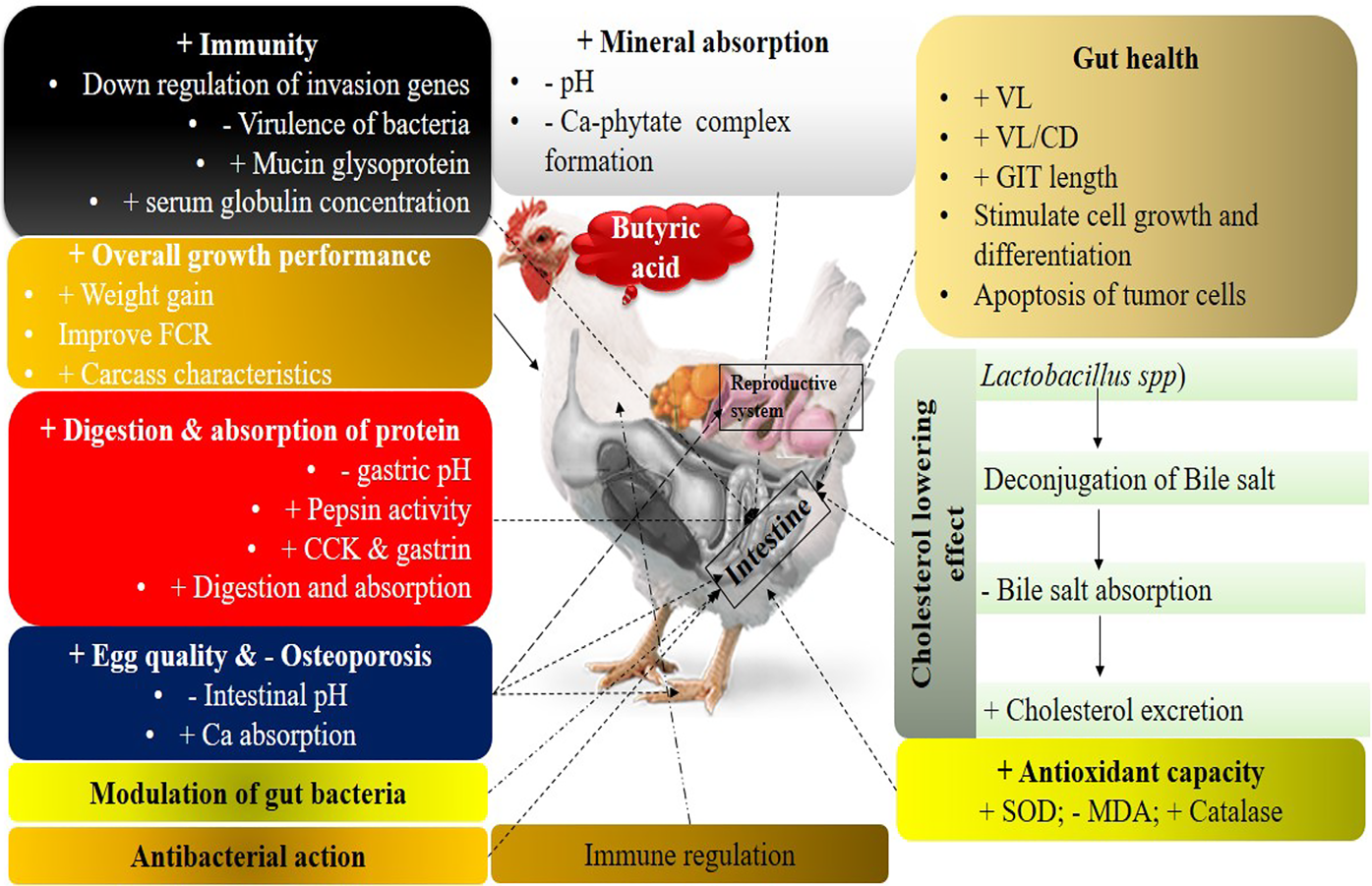 Applications of butyric acid in poultry production: the dynamics of gut ...