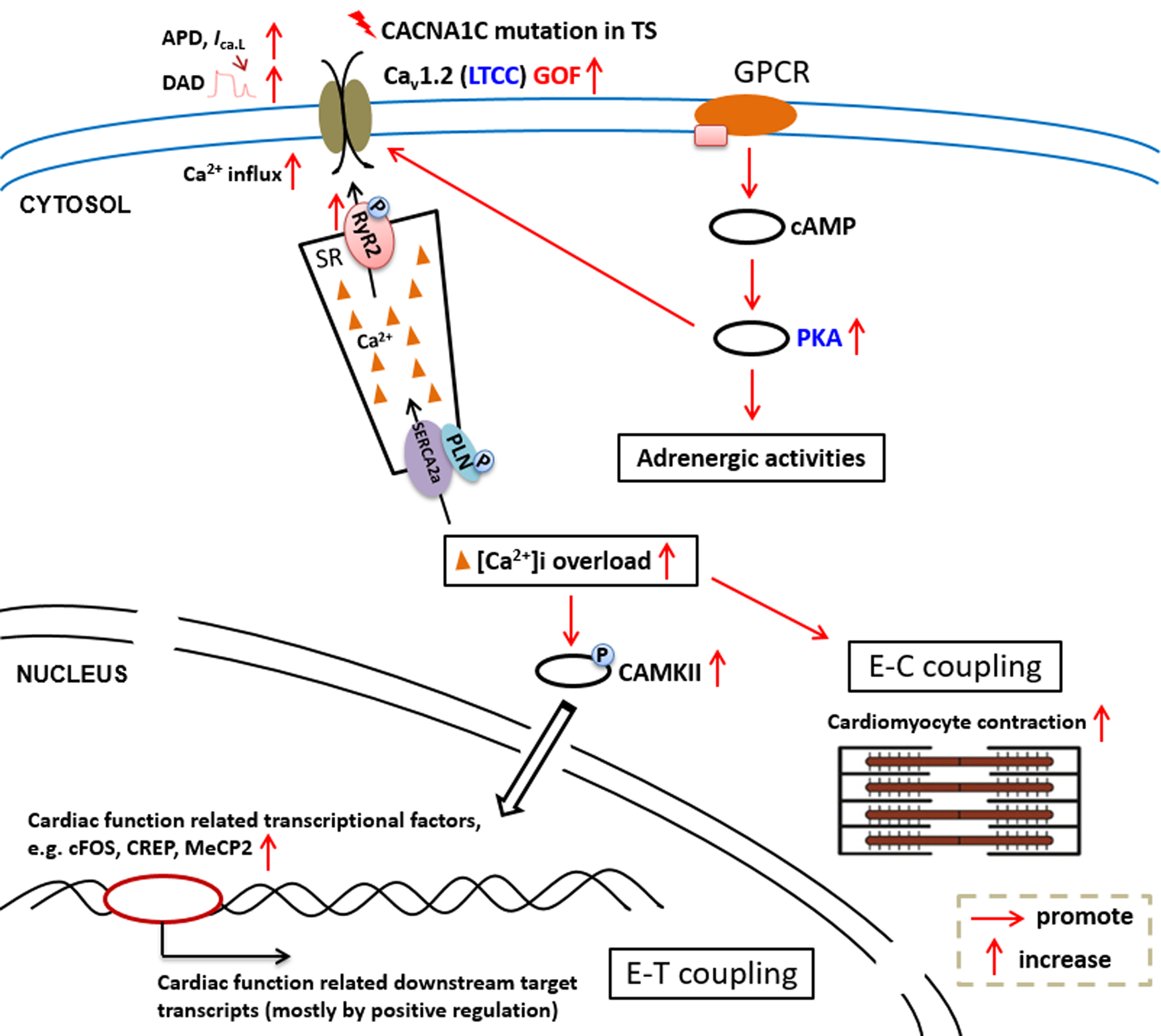 Current updates on arrhythmia within Timothy syndrome: genetics ...