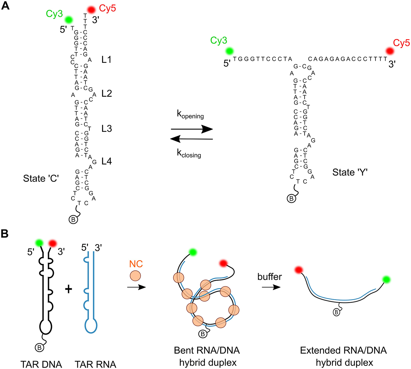 Single-molecule FRET for virology: 20 years of insight into protein ...