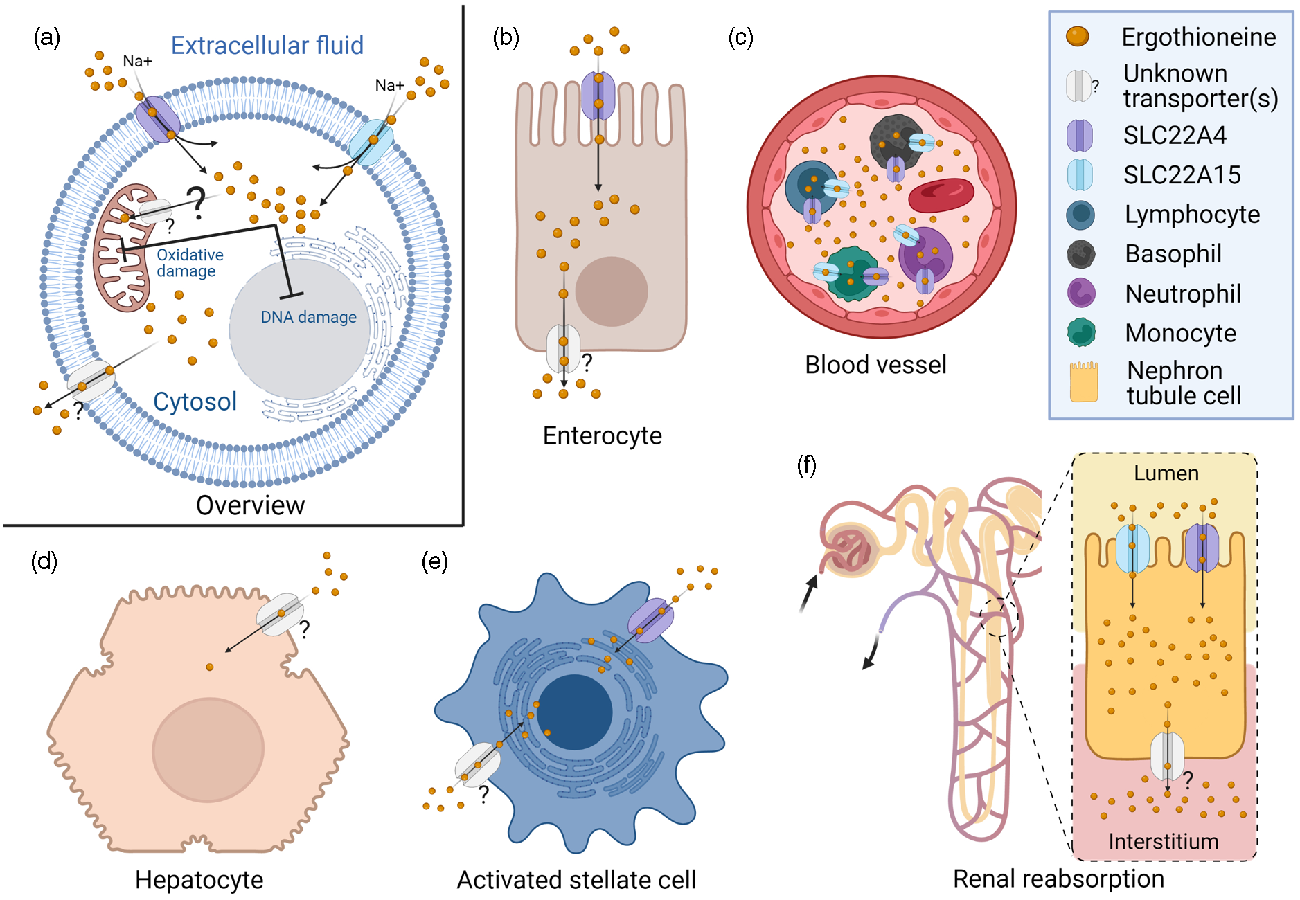 Ergothioneine: an underrecognised dietary micronutrient required for ...