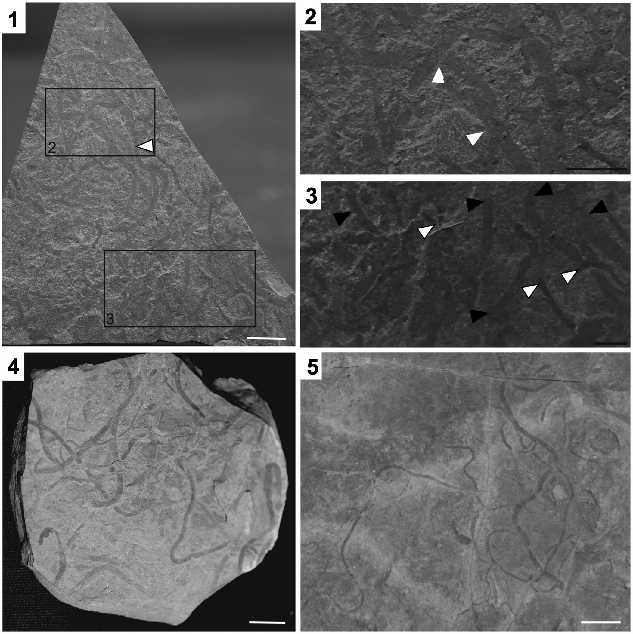 Systematic paleontology of macroalgal fossils from the Tonian Mackenzie ...