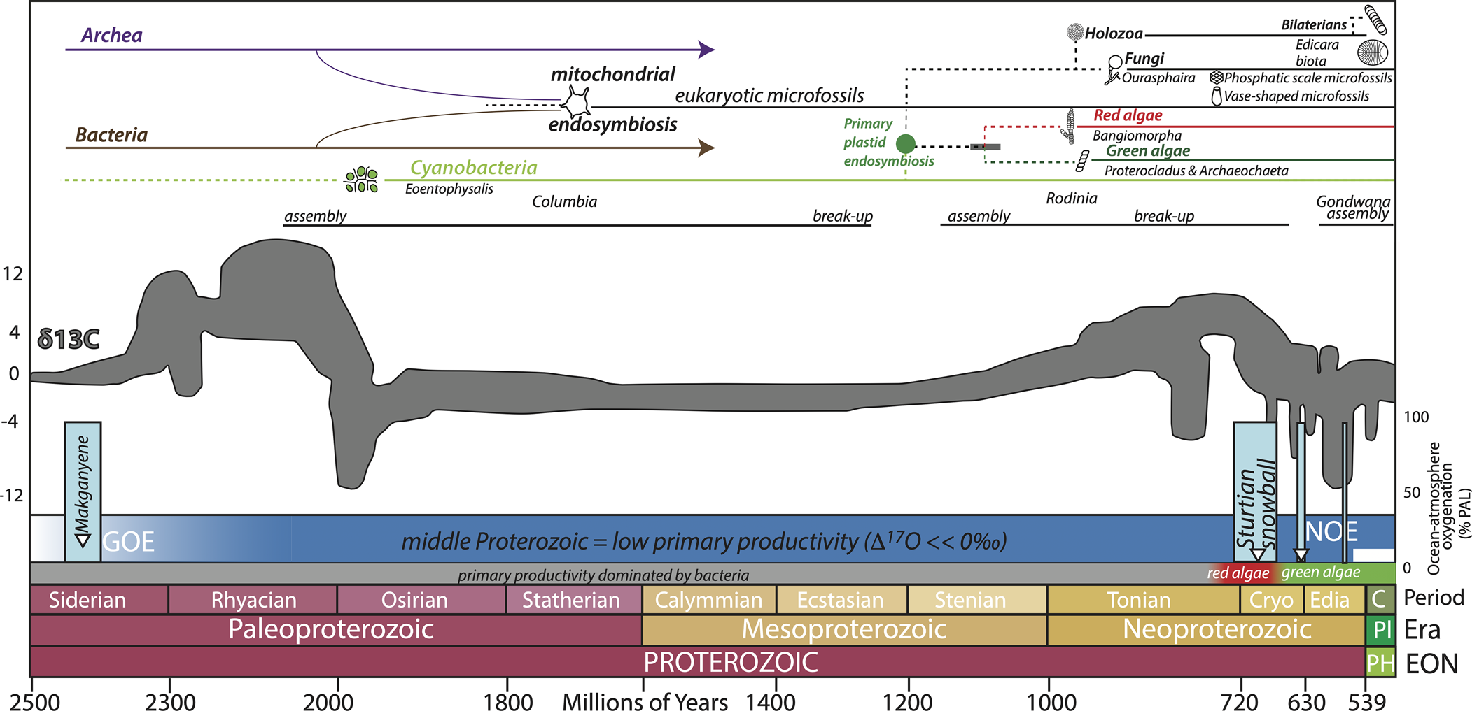 Systematic paleontology of macroalgal fossils from the Tonian Mackenzie ...