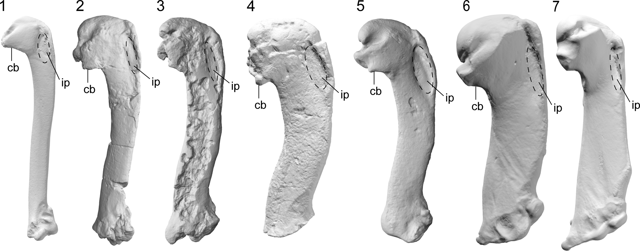 Largest-known fossil penguin provides insight into the early evolution ...