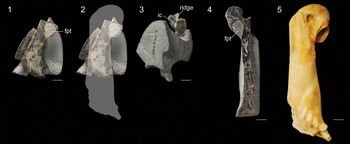 Largest-known fossil penguin provides insight into the early evolution ...