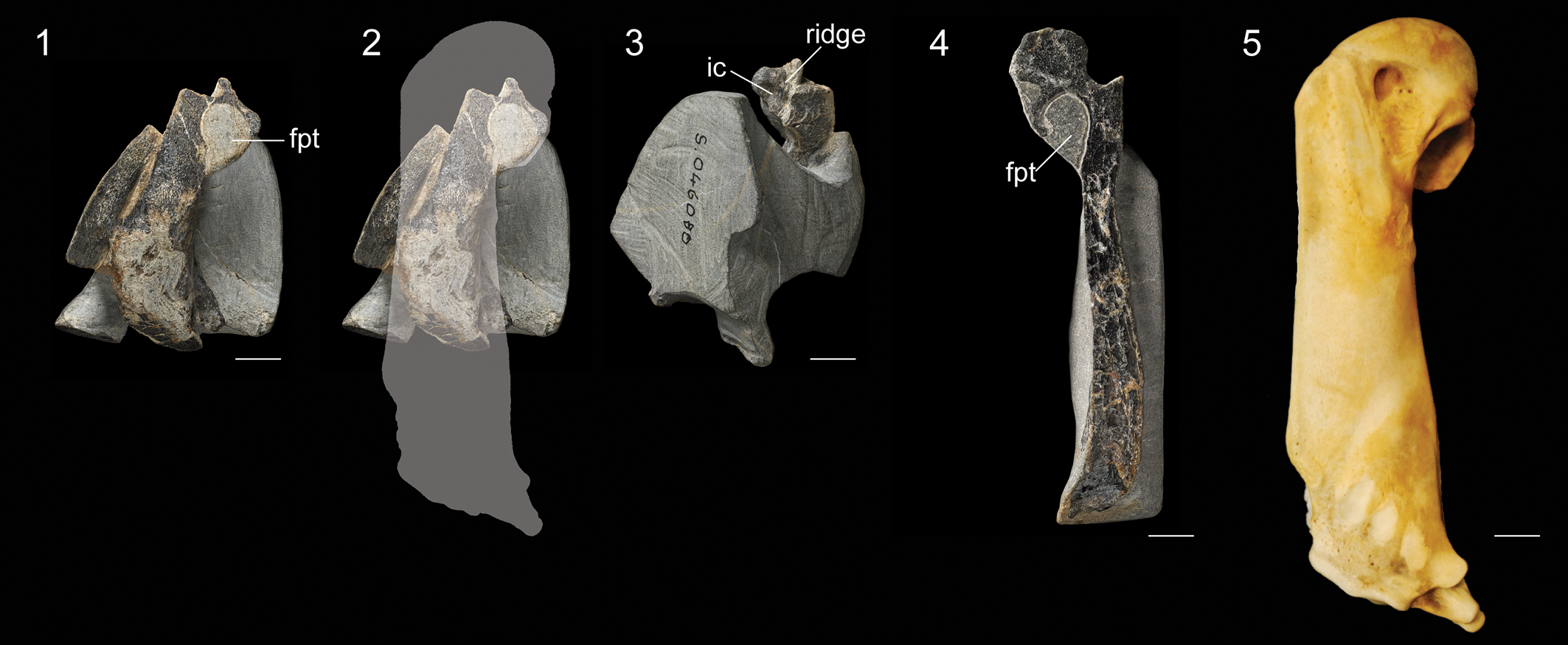 Largest-known fossil penguin provides insight into the early evolution ...
