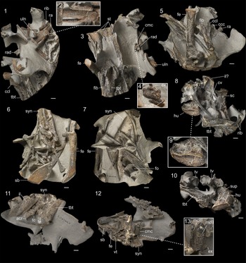 Largest-known fossil penguin provides insight into the early evolution ...
