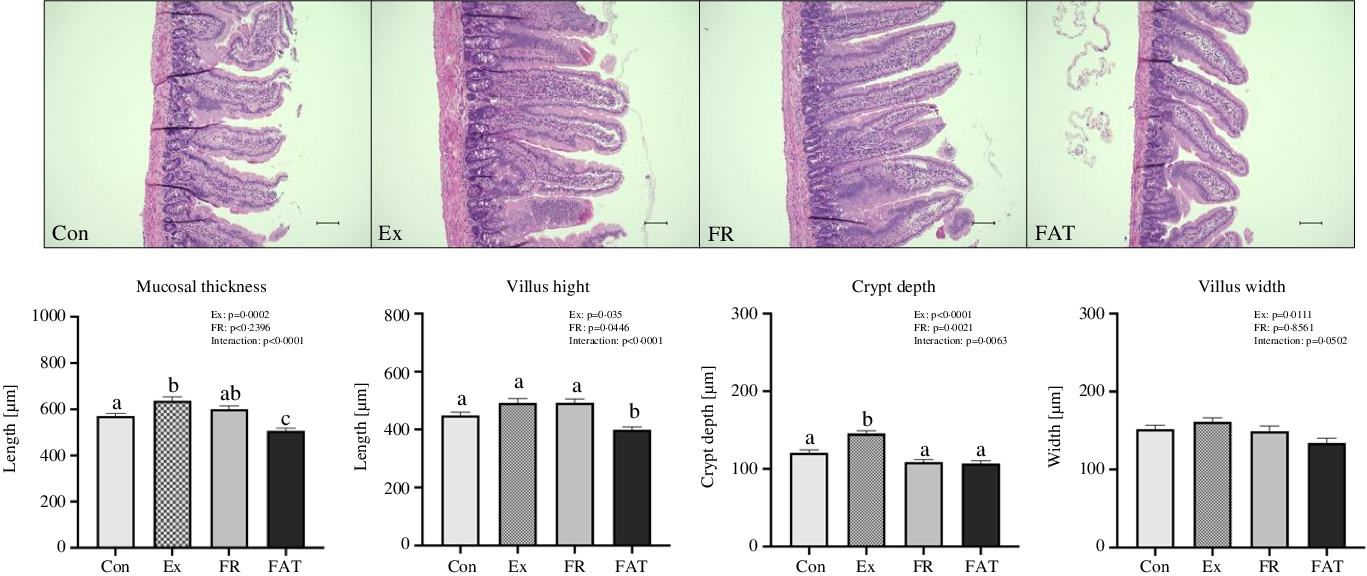 Female athlete triad affects rat intestinal morphology and sucrase ...