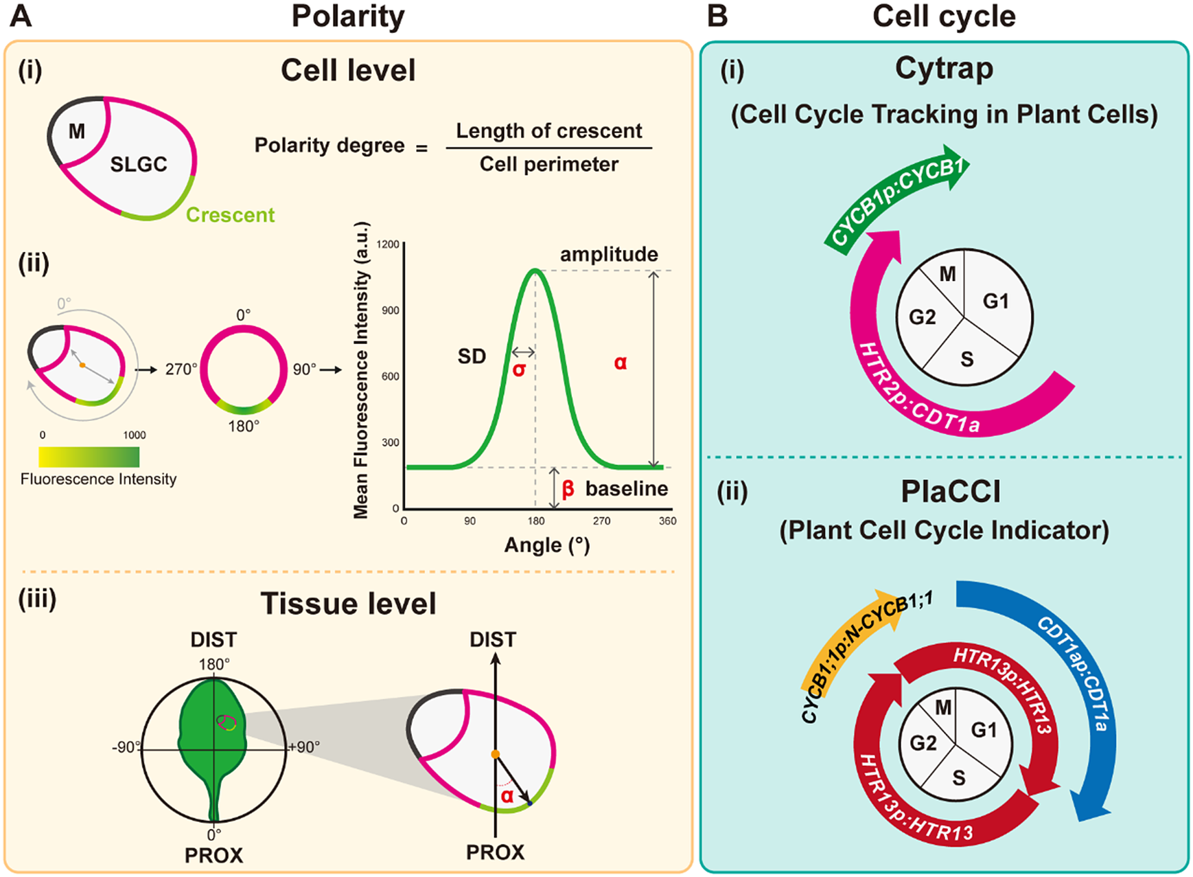Using quantitative methods to understand leaf epidermal development ...