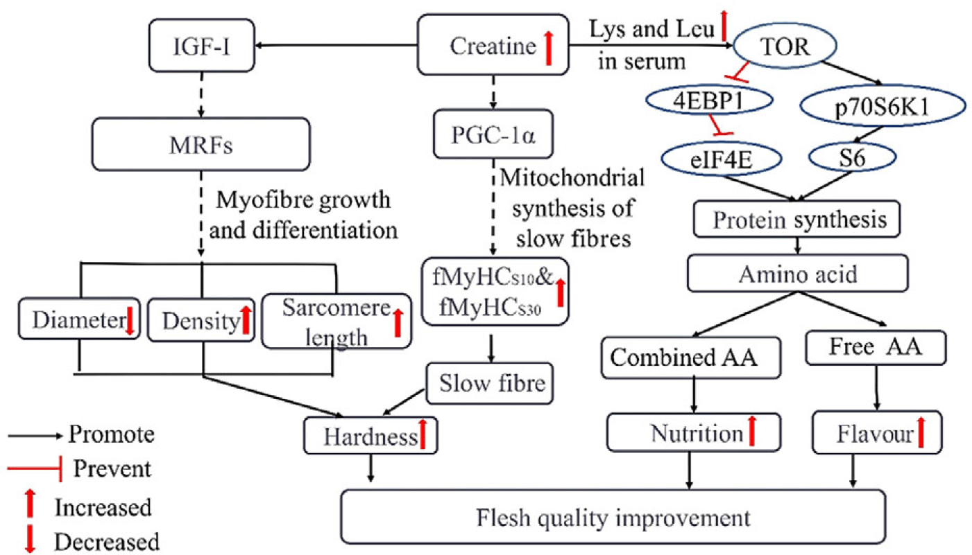 Role of creatine supplementation on the myofibre characteristics and ...