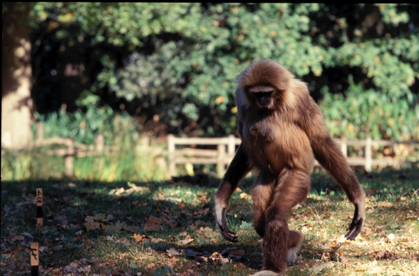 Bipedal locomotion in zoo apes: Revisiting the hylobatian model for ...