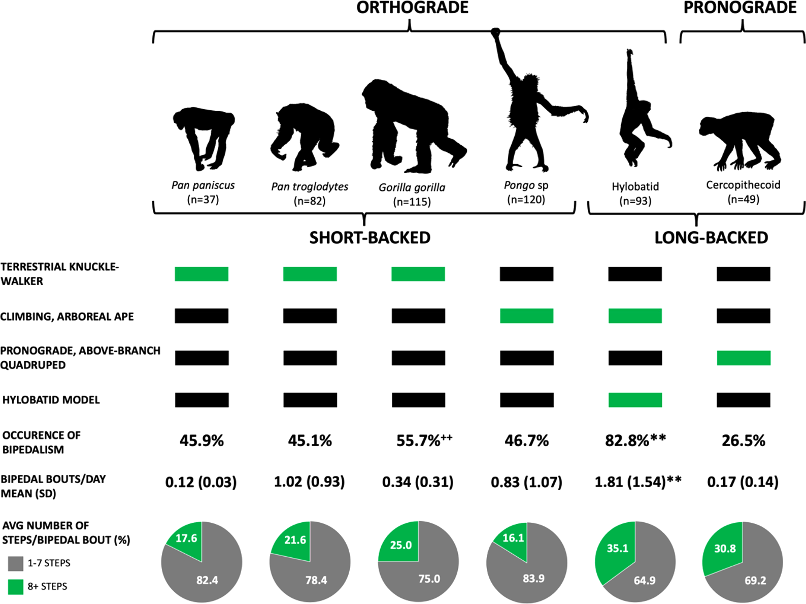 Bipedal locomotion in zoo apes: Revisiting the hylobatian model for ...